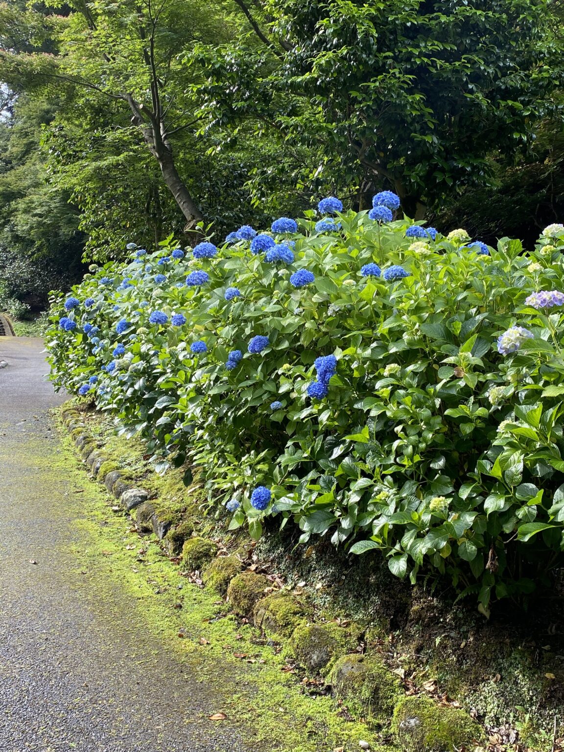 Enjoy a short hike on Mt. Utatsu, Kanazawa